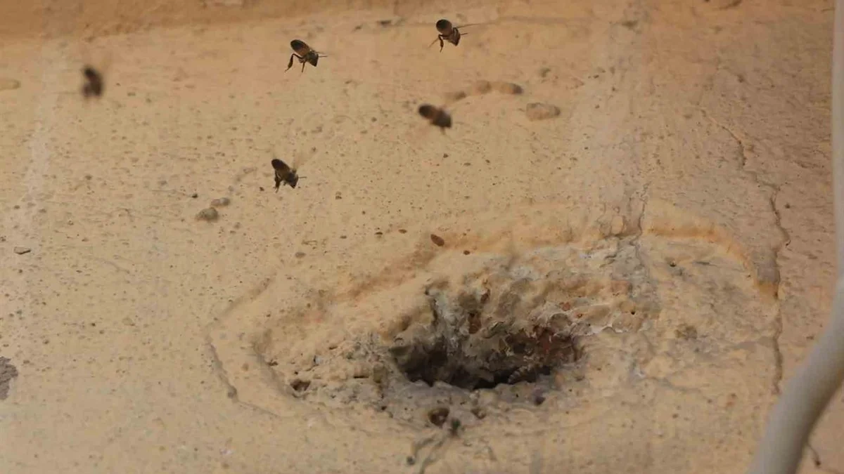 Hatay Antakya'da Çocukların Taş Attığı Bal Arıları Kızdı | Mersin Haber ...