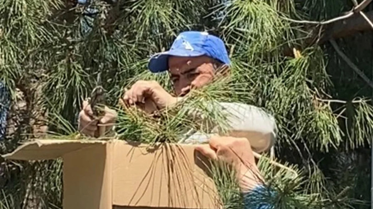 Tokat Merkez'de Oğul Veren Arı Kolonisinin Toplanması Paniğe Neden Oldu ...