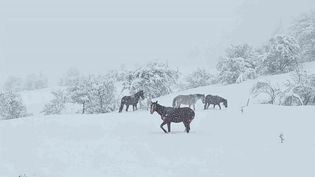 Bolu’da yılkı atları karlar altında görüntülendi | Mersin Haber ...