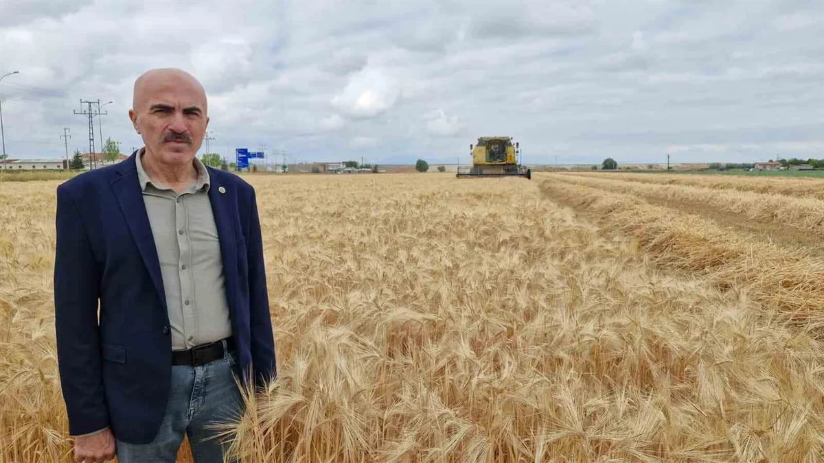 Karaman'da Yılın İlk Arpa Hasadı Gerçekleştirildi, Üreticinin Yüzü ...