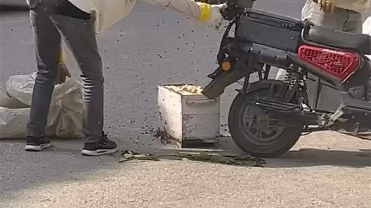 Bursa İnegöl'de Kraliçe Arı Motosiklet Üzerine Konarak Oğul Verdi ...