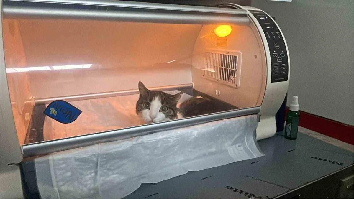 Antalya Alanya'da ''Fıstık'' isimli kedinin karnından 400 gram kist ...