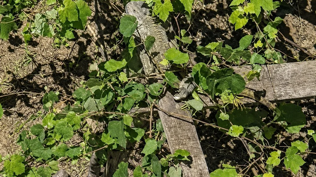 Düzce Çilimli'de İtfaiye, Bahçede Bulunan Iguana'yı Kurtardı | Mersin ...