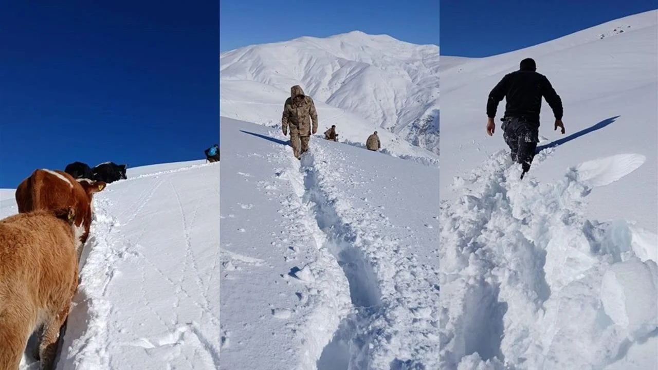 Hakkari Durankaya'da Mahsur Kalan 19 Büyükbaş Hayvan Ekipler Tarafından ...